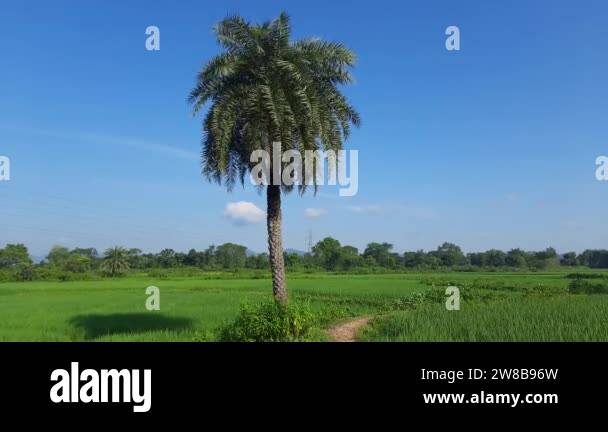 Silver date palm tree in the middle of paddy field. Phoenix sylvestris ...