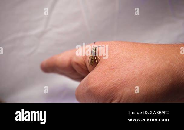 yellow wasp in the hand. wasps, hornets. closeup of the wasp's nest ...