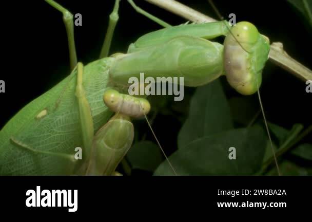 Mantises insects Stock Videos & Footage - HD and 4K Video Clips - Alamy