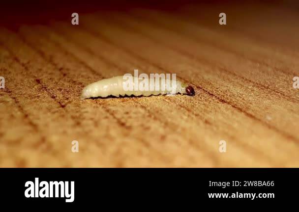 Pyraloid moth Stock Videos & Footage - HD and 4K Video Clips - Alamy