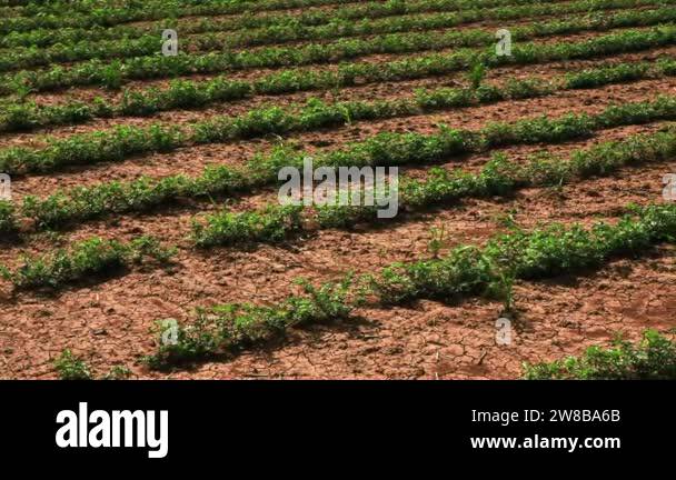 Rows green cultivated bean plants Stock Videos & Footage - HD and 4K ...