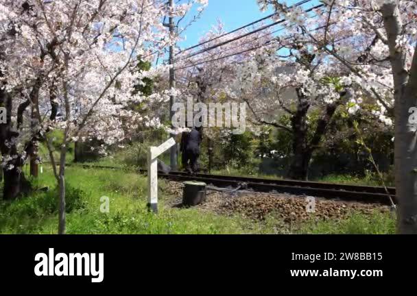 Local train and cherry trees Stock Videos & Footage - HD and 4K Video ...