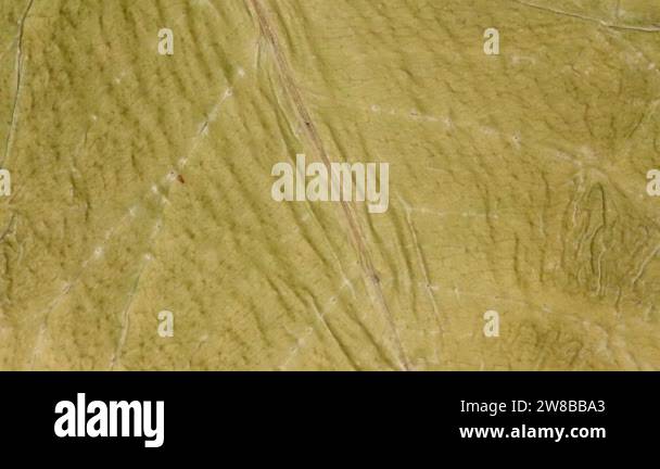 Background texture of dry leaves. Counterclockwise rotation. Side view ...