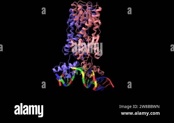 Structure of lac repressor dimer of E. coli bound to operator DNA ...