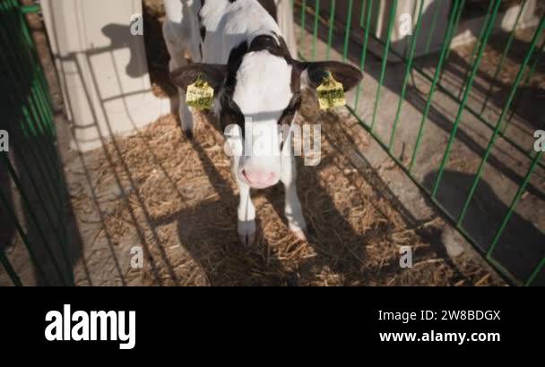 meat and milk farm, adorable little cattle with breeding tags in their ...