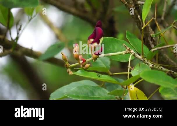 Erythrina fusca (Also purple coraltree, gallito, bois immortelle ...