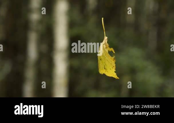 The yellow leaf is spinning in the air. Sheet for 3d model Stock Video ...