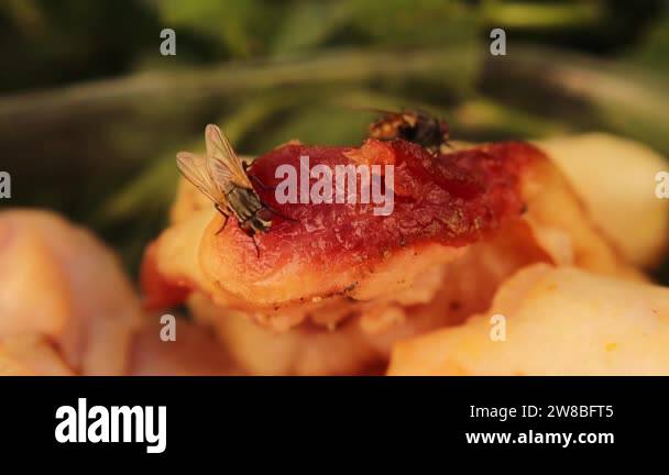 Proboscis insect Stock Videos & Footage - HD and 4K Video Clips - Alamy