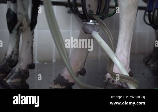 Automated process of a modern milking machine. The cows udder. milking cows with a milking ...