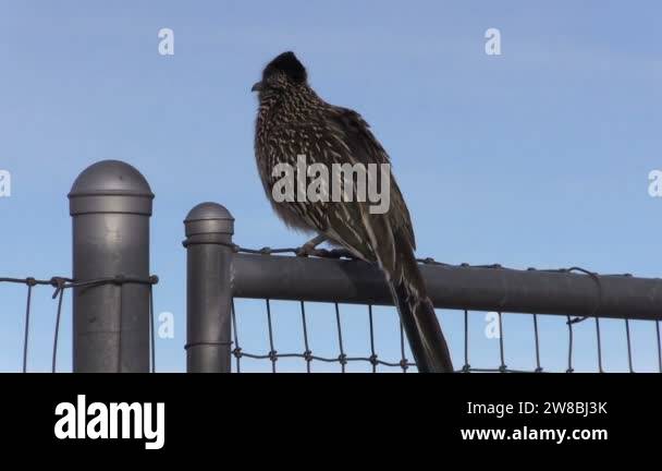 Roadrunner predator Stock Videos & Footage - HD and 4K Video Clips - Alamy
