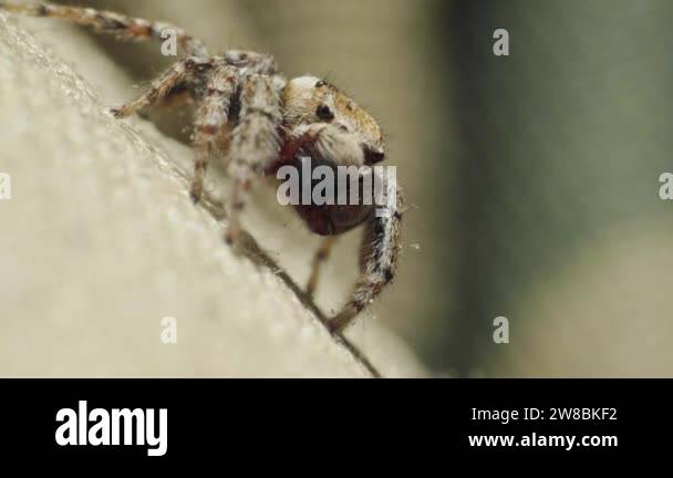 Macro cute jumping spider Stock Videos & Footage - HD and 4K Video ...