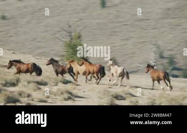 Montana wild animals Stock Videos & Footage - HD and 4K Video Clips - Alamy