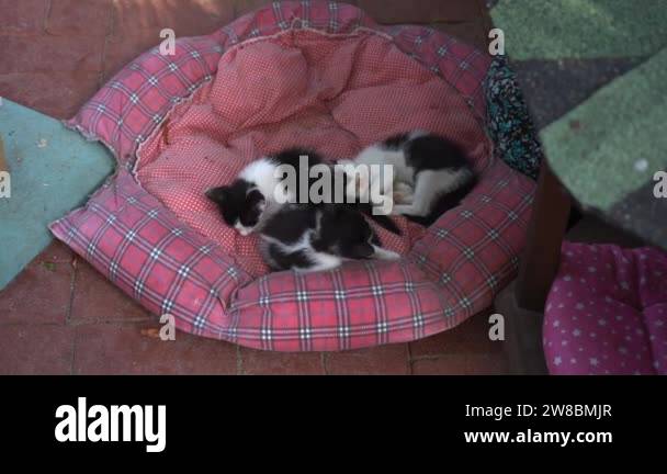 Newborn kittens are sleeping on a pillow, one is messing around. Stray ...