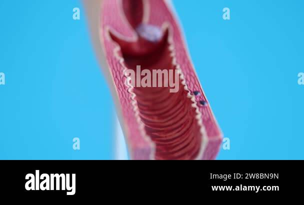 Reproductive system structure Stock Videos & Footage - HD and 4K Video ...