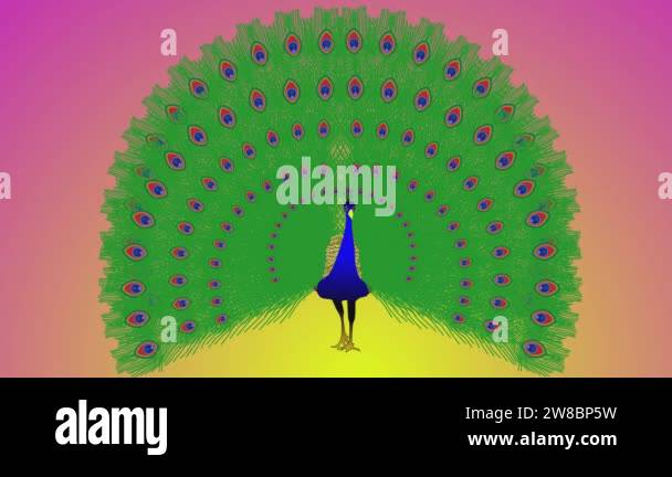 Peacock animated. Cartoon peacock animated. Character animation. Icon ...