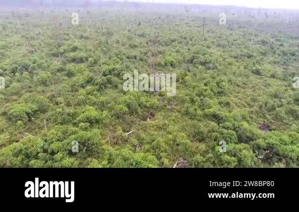 Forest Trees From Above - Slide Foward And Slight Pan Right To Left ...