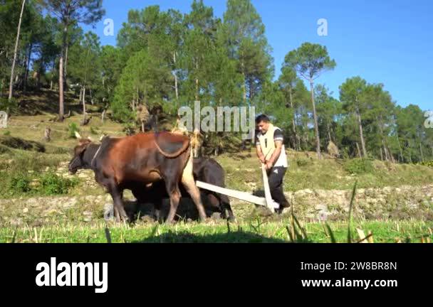 indian Farmer ploughing his fields with his bulls in the farming season ...