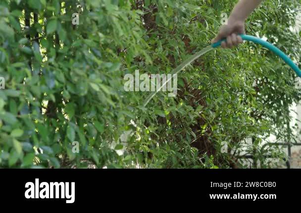 Watering tree. Woman arms are using water spraying hoses. Woman ...