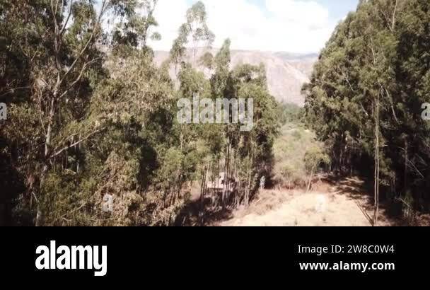 Video of eucalyptus tree in Peruvian Andes. Forest of eucalyptus in ...