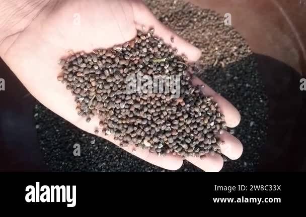 Black gram is popularly known as "Urad", is one of the most important ...