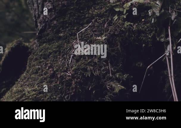 Mystical forest, eerie wood. a cut down tree, only a stump and roots ...