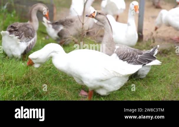 Geese swim in the river and pinch grass off the coast. A flock geese ...