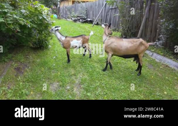 Funny goat eating green leaves. Sheep head on farm Stock Video Footage ...