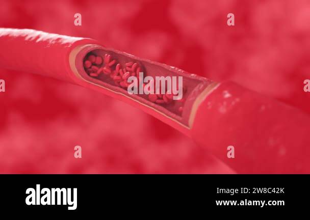 red blood cells flow inside a healthy vessel, cross section artery view ...