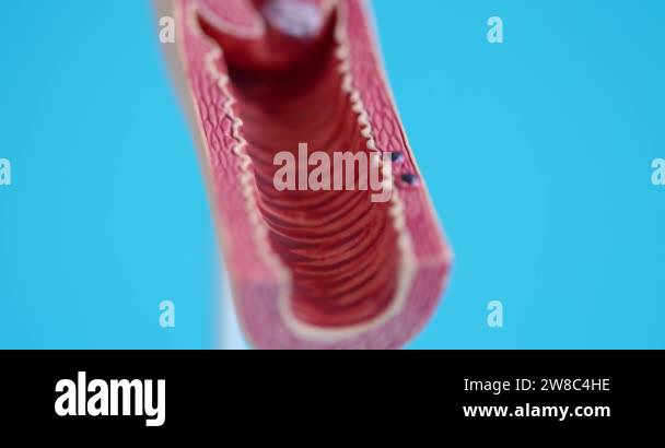 Layout of female reproductive system on blue background 4k movie Stock ...