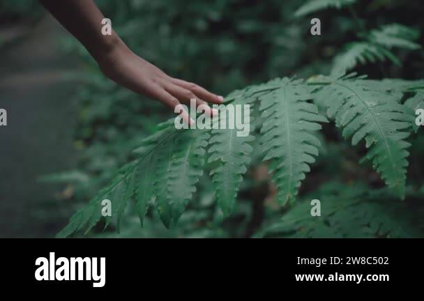 Touching foliage Stock Videos & Footage - HD and 4K Video Clips - Alamy