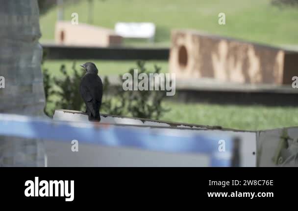 Wild raven in park Stock Videos & Footage - HD and 4K Video Clips - Alamy