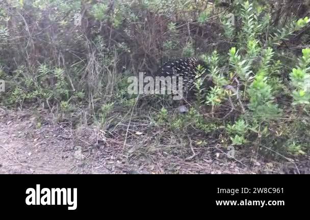 Echidna in native habitat Stock Videos & Footage - HD and 4K Video ...