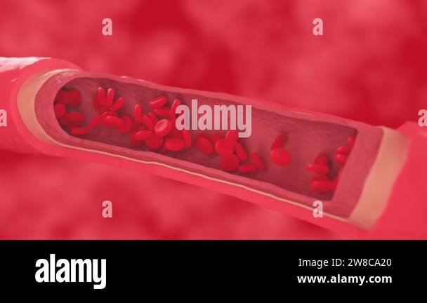 red blood cells flow inside a healthy vessel, cross section artery view ...