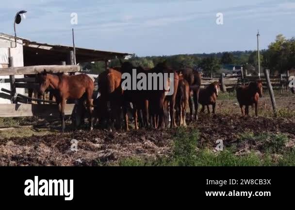Horse farm breeding and animal husbandry. 4K Slow motion video of ...