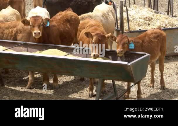 A herd of cows eat feed at an agricultural farm of Spain. Cow on ...