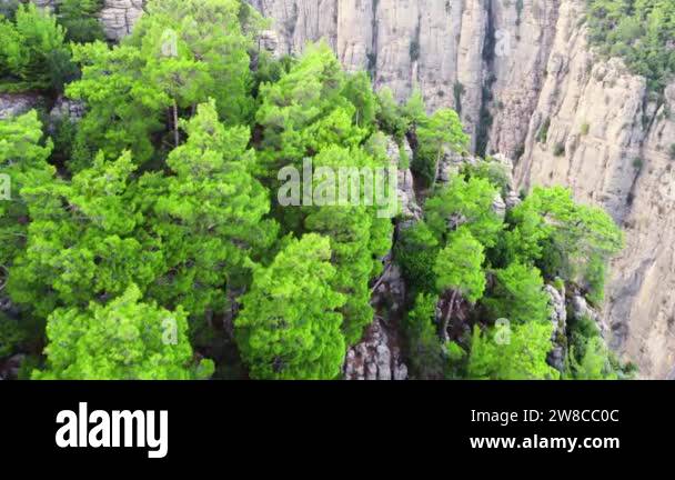 Dense magical forest at the canyon top, Huge spectacular cliff rocks ...
