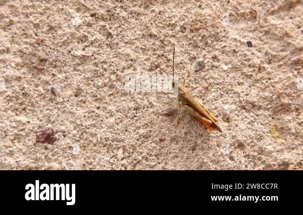 Closeup male grasshopper singing on the garden wall. Beautiful nature sounds. This small ...