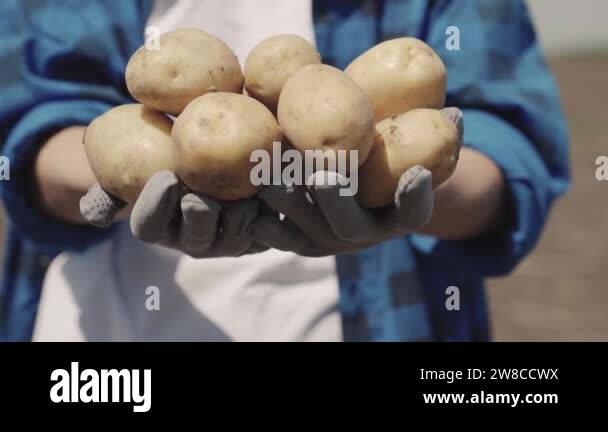 farmer holding a harvest of potatoes in field, harvesting, selected ...