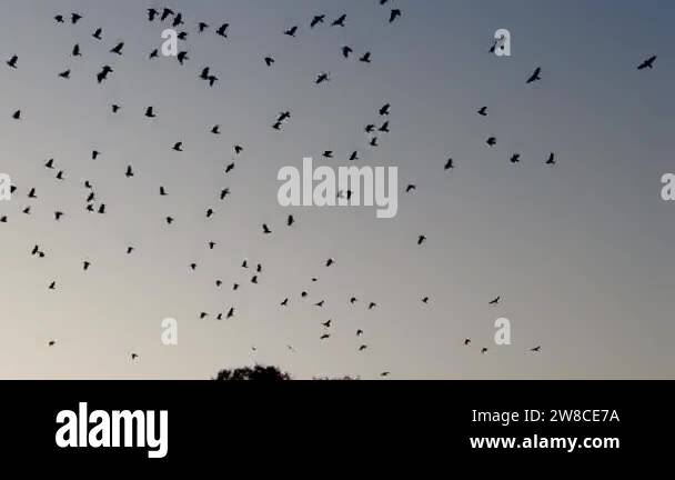 A flock of black birds in the gray sky. Thousands of crows are circling ...