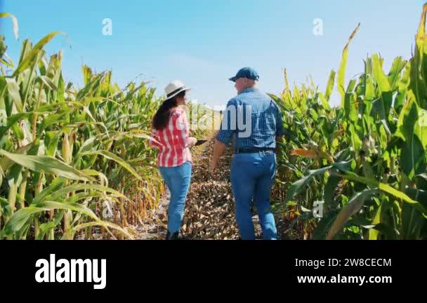 corn plantation. cornfield. back view. Two farmers, with digital tablet ...