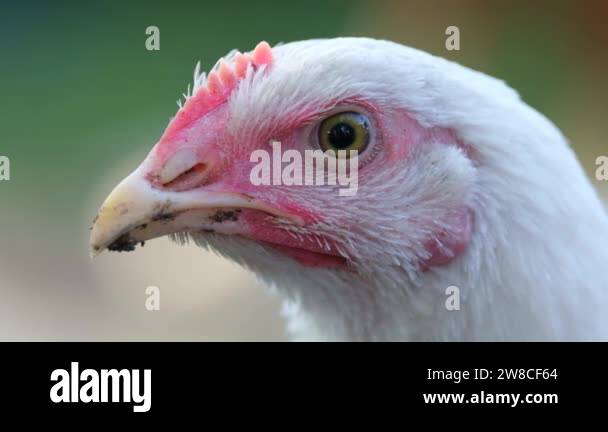 Beak poultry farm Stock Videos & Footage - HD and 4K Video Clips - Alamy