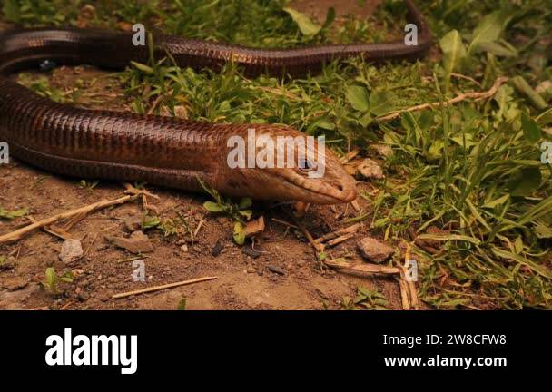 European legless lizard. it's Not a snake, glass lizard. its ...
