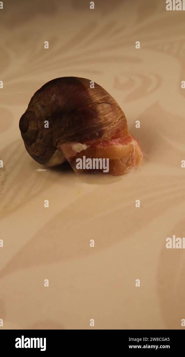 Snail wakes up from its hibernation and rips dry the mucous membrane at ...