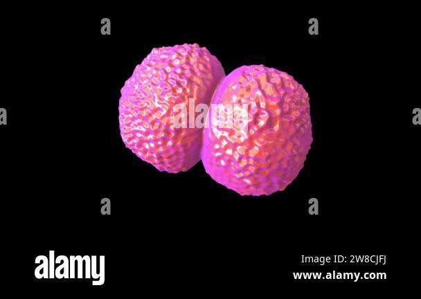 Neisseria meningitidis bacteria is an obligate human parasite that ...