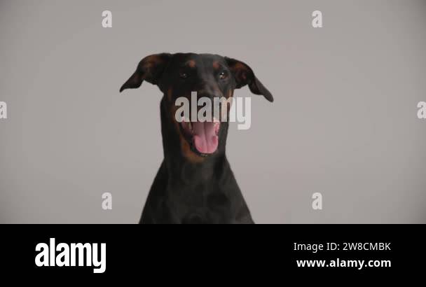 seated lovely dobermann dog looking up, panting and sticking out tongue ...