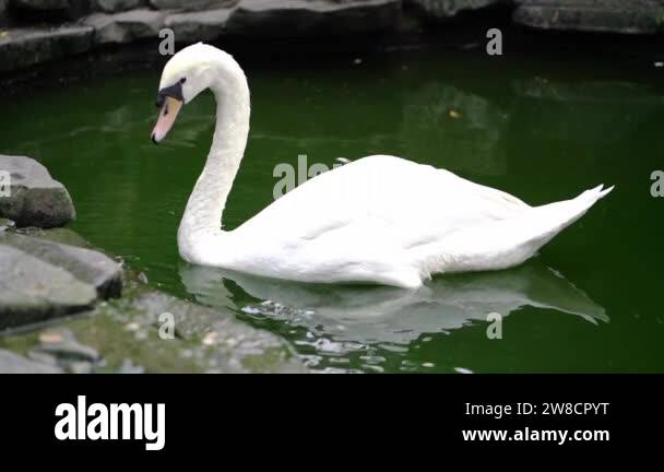 Pure white duck Stock Videos & Footage - HD and 4K Video Clips - Alamy