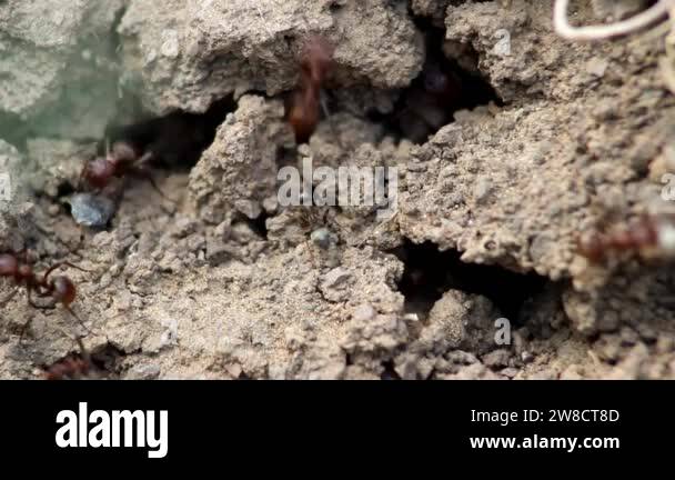 Red-haired soldiers of Polyergus rufescens at the entrance to the ...