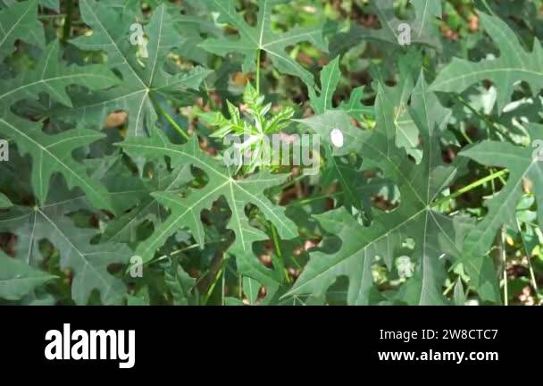 Cnidoscolus aconitifolius, commonly known as chaya or tree spinach ...