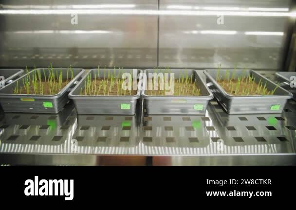 sprouted corn seeds. laboratory containers with sprouted in soil corn ...