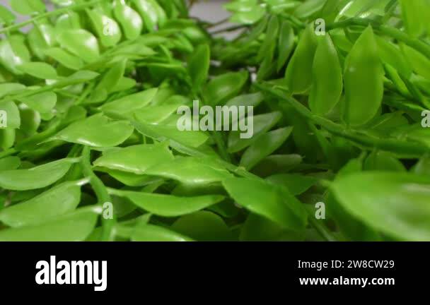 Artificial plastic plant leaves Stock Videos & Footage - HD and 4K ...